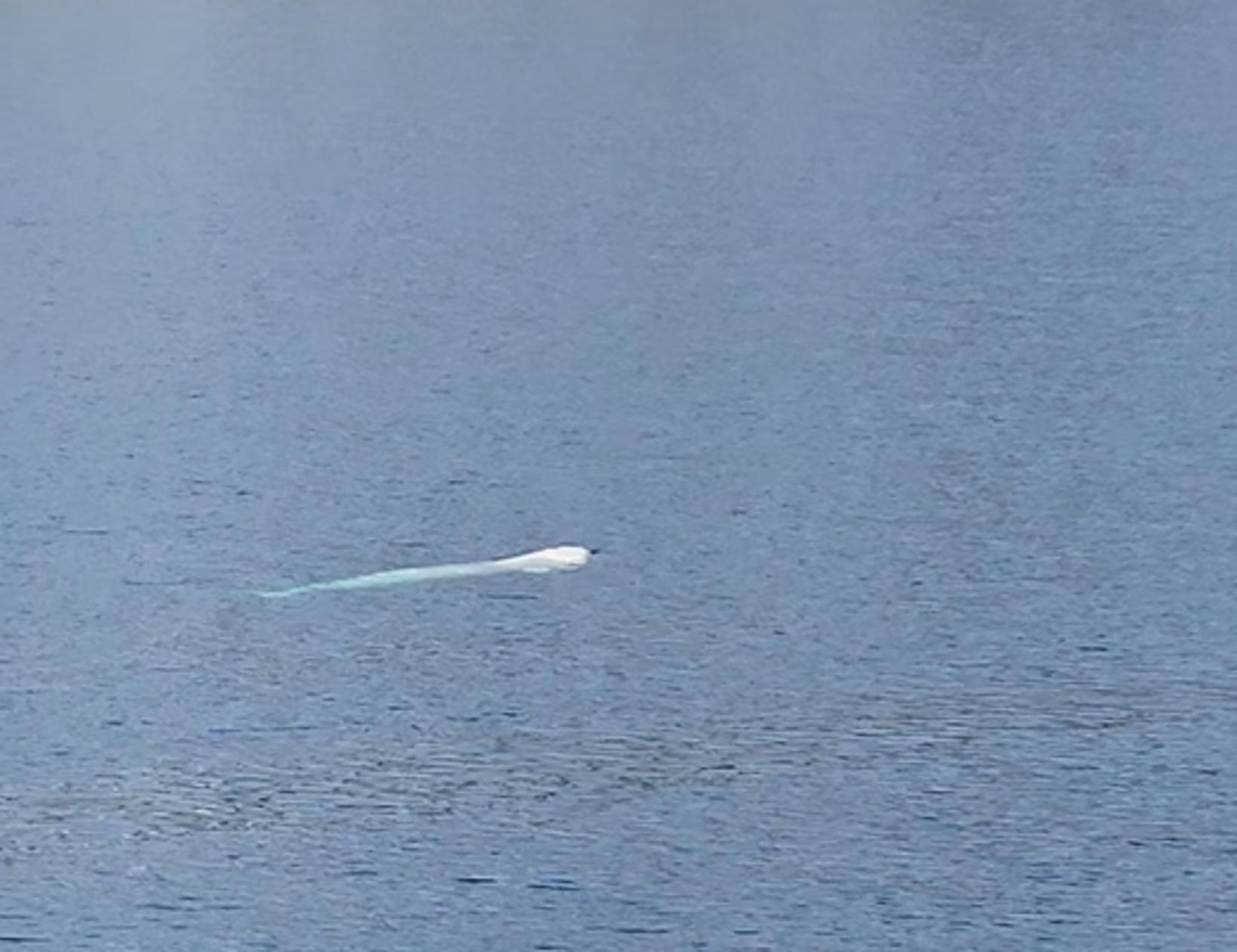 Rare Beluga whale spotted in East Iceland - Iceland Monitor