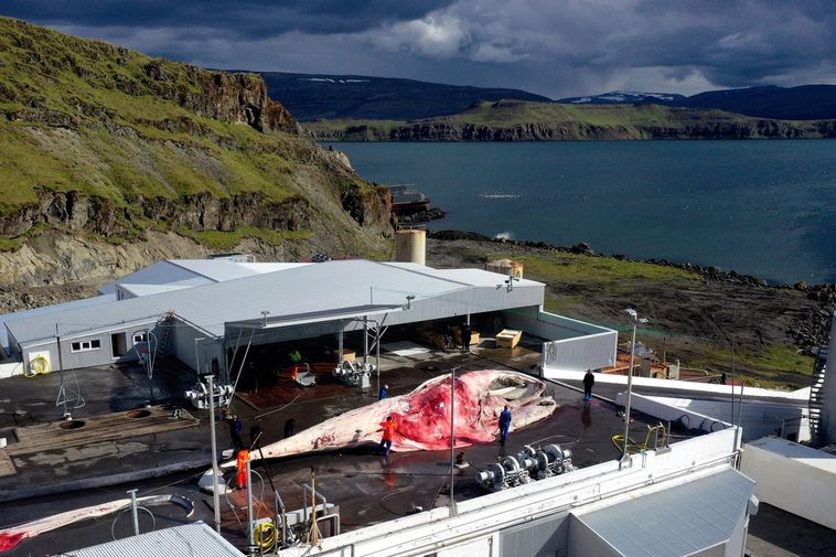 Caught three fin whales on the first tour - Iceland Monitor